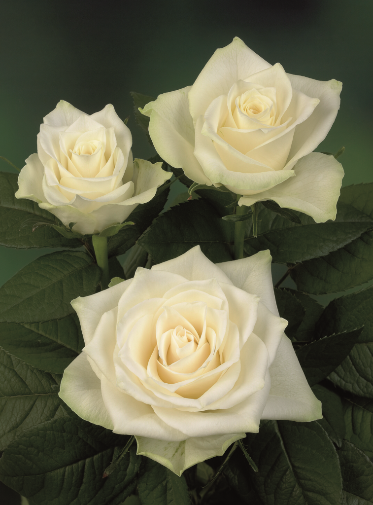 Athena® - Kreative Roses