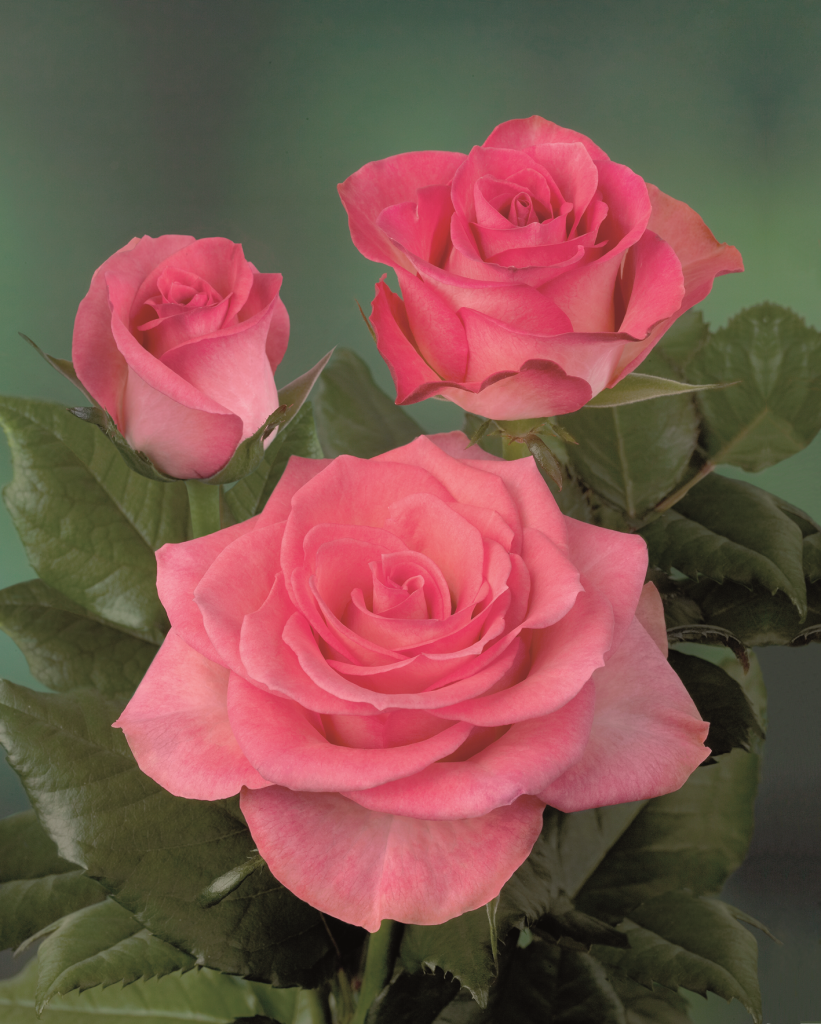 Dekora® - Kreative Roses