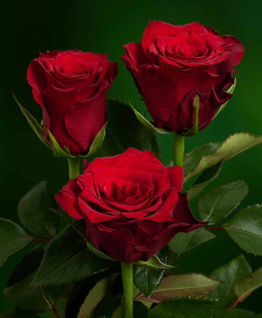 Infrared® - Kreative Roses