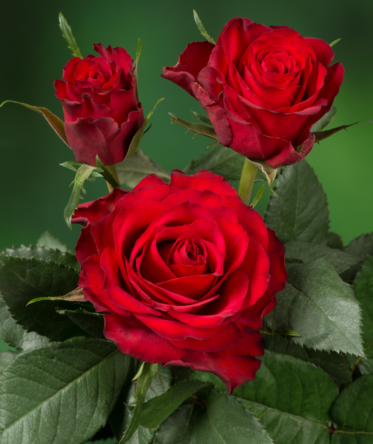 Mandy® - Kreative Roses