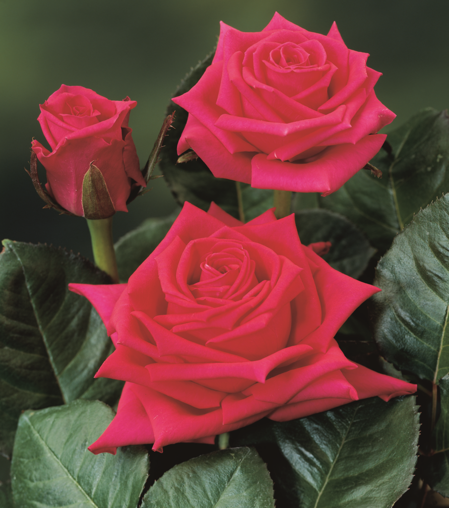 Memory® - Kreative Roses