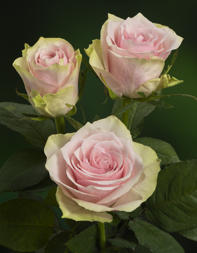 Pink Athena® - Kreative Roses