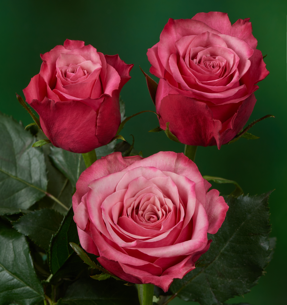 Pippa® - Kreative Roses