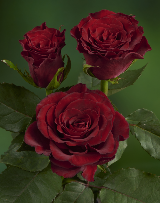 Red Mountain® - Kreative Roses