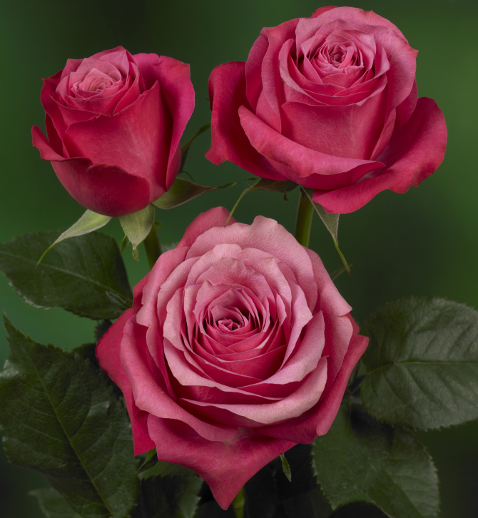 Rosanna® - Kreative Roses