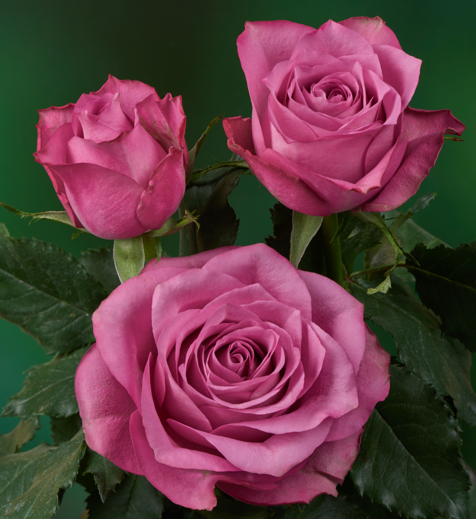 Whatever® - Kreative Roses