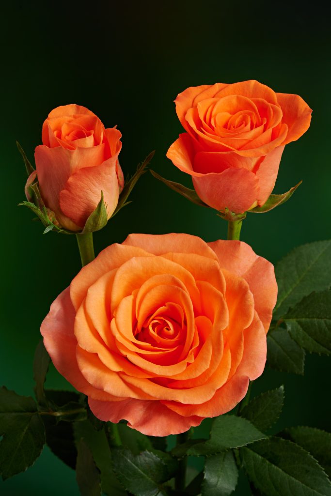 Mandarin® - Kreative Roses